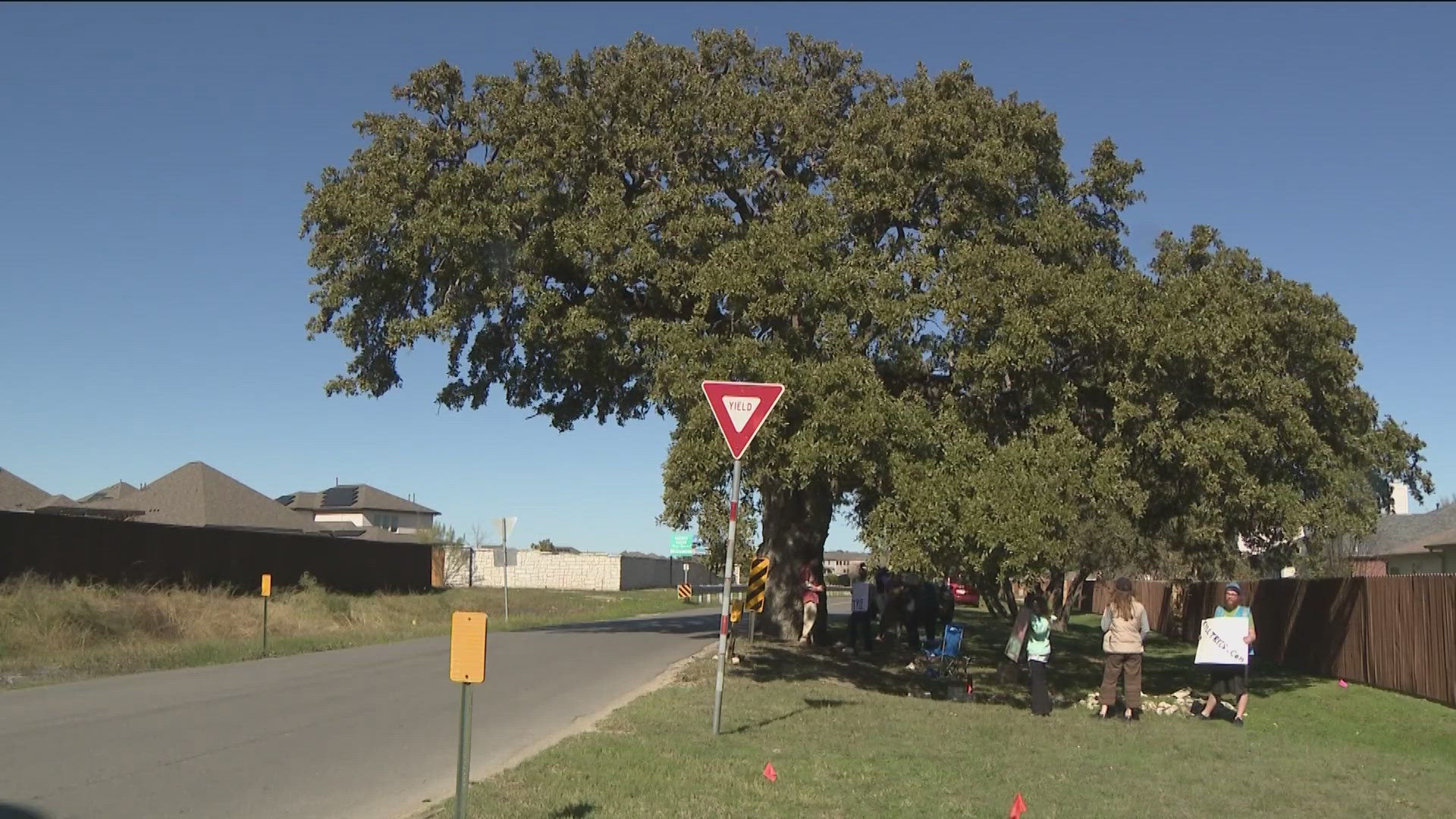 City of Kyle, Texas, plans to remove tree thought to be hundreds of ...