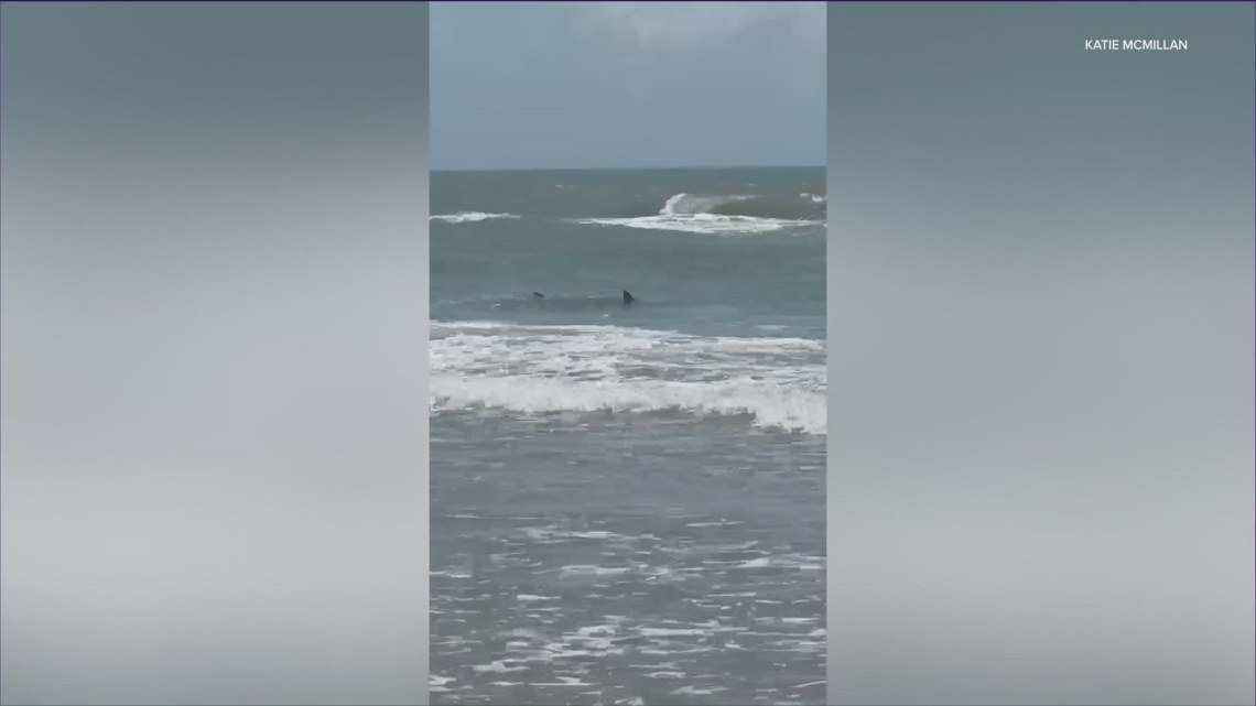At least 4 hurt after shark attack on Texas coast | kvue.com