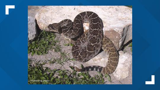 More snakes in the Austin area or just more shocked newcomers? | kvue.com