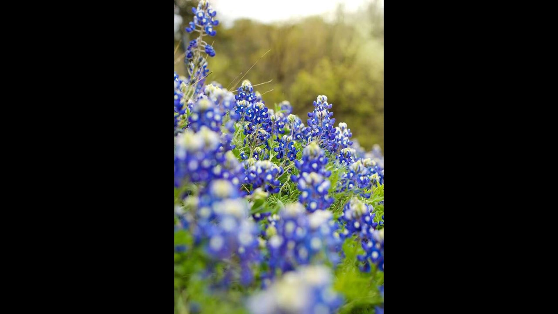 How to harvest bluebonnet seeds and when to pull up your plants | kvue.com