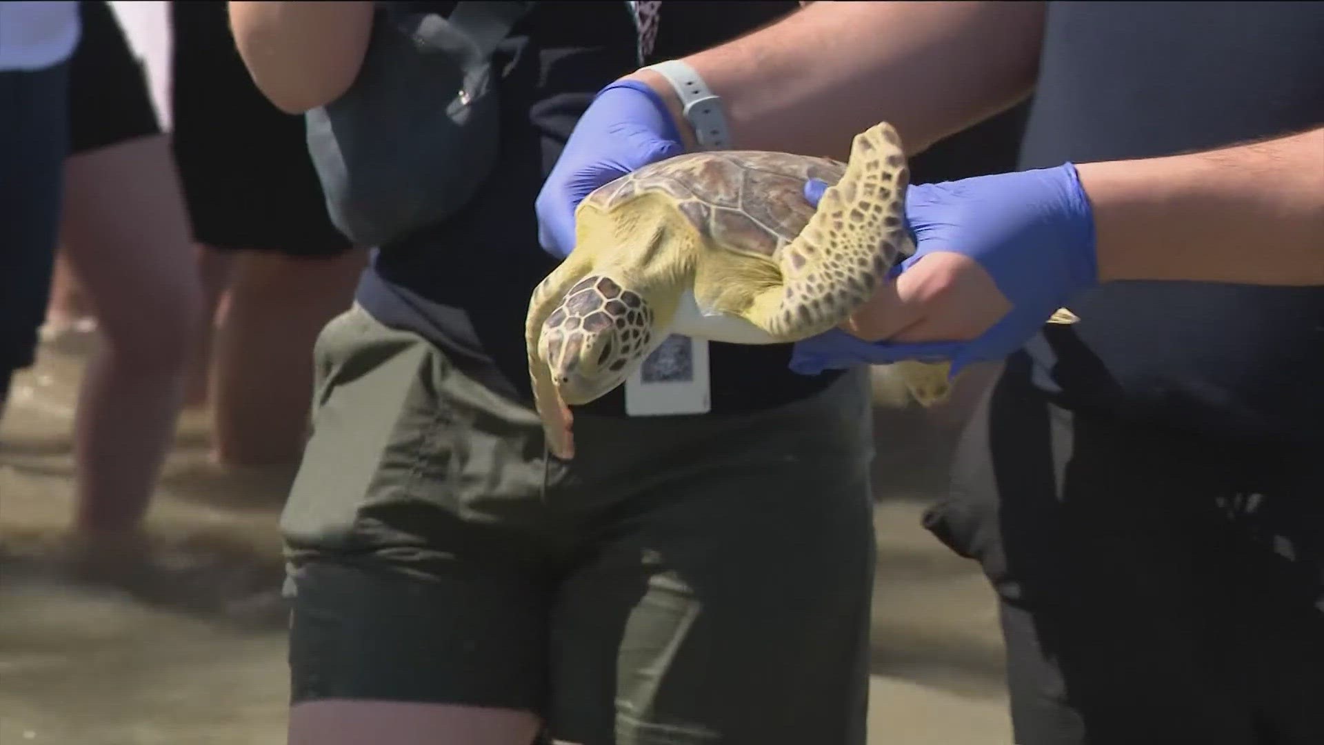 Sea turtles returned to the ocean in Galveston | kvue.com