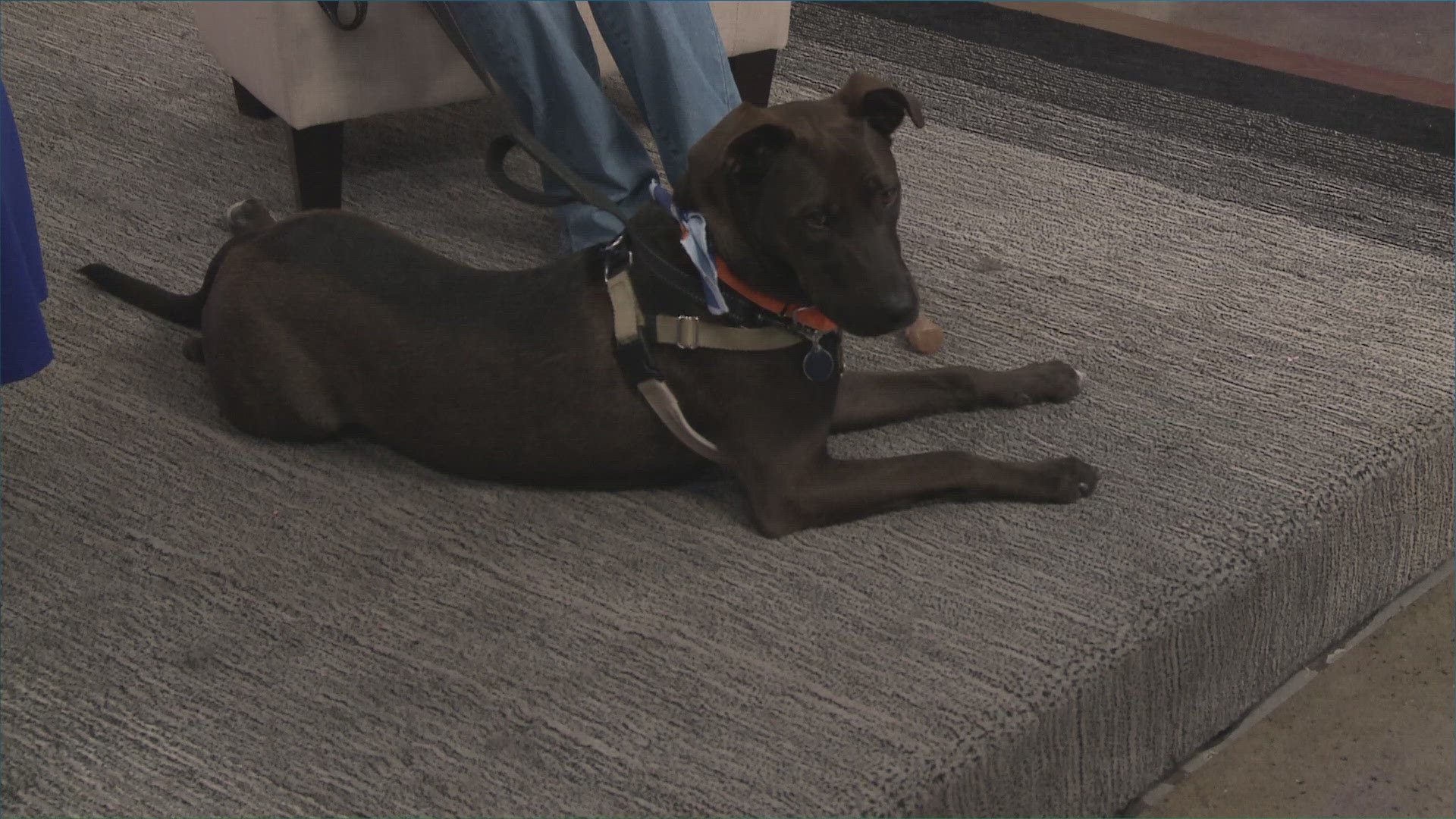 Meet Bambino, a dog available to adopt from Austin Animal Services ...