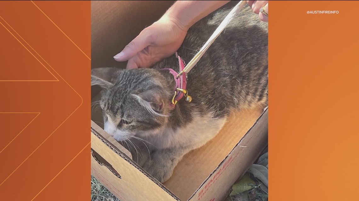Austin Fire Department rescues cat from car engine | kvue.com
