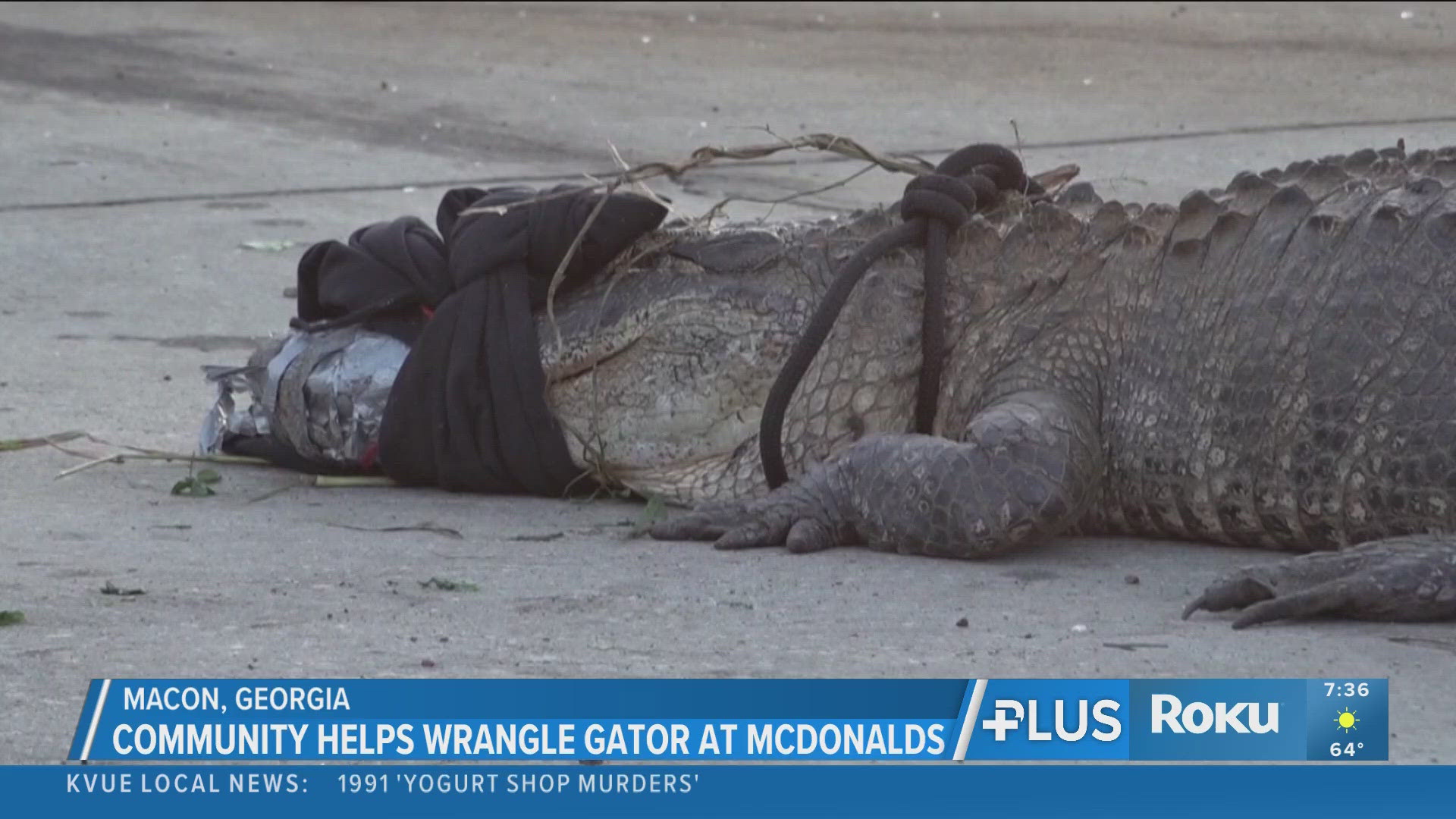 Georgia community captures 12-foot alligator captured outside McDonald ...