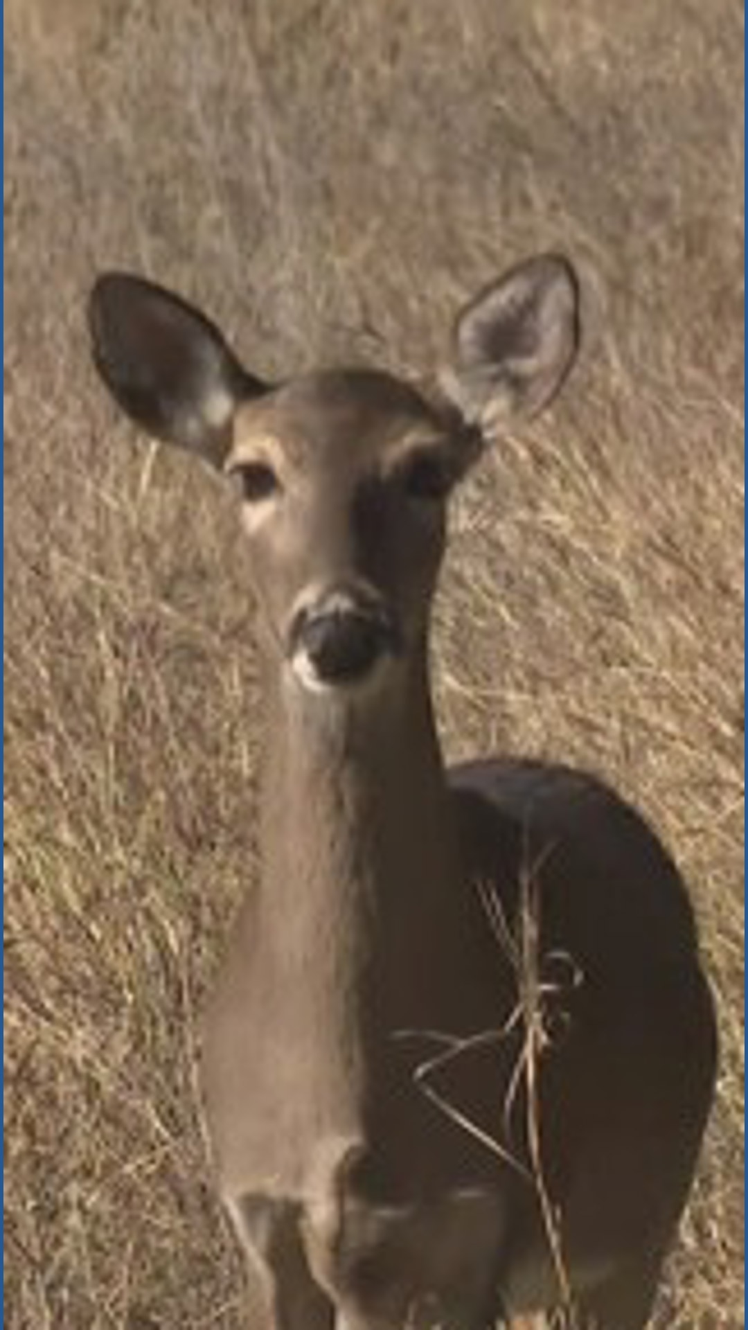 Battle over deer population control drives Sun City neighbors to court ...