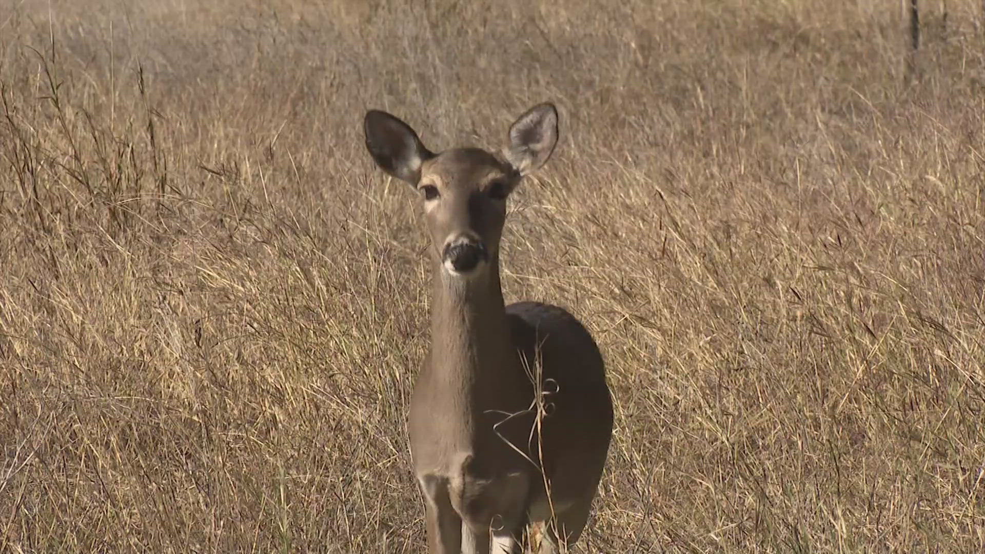 Battle over deer control drives Sun City neighbors to court, residents ...