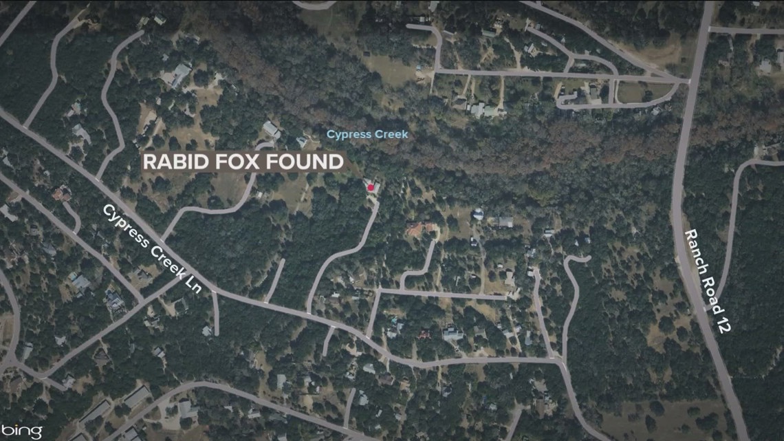 Rabid fox bites person in Wimberley, Hays County Sheriff's Office ...