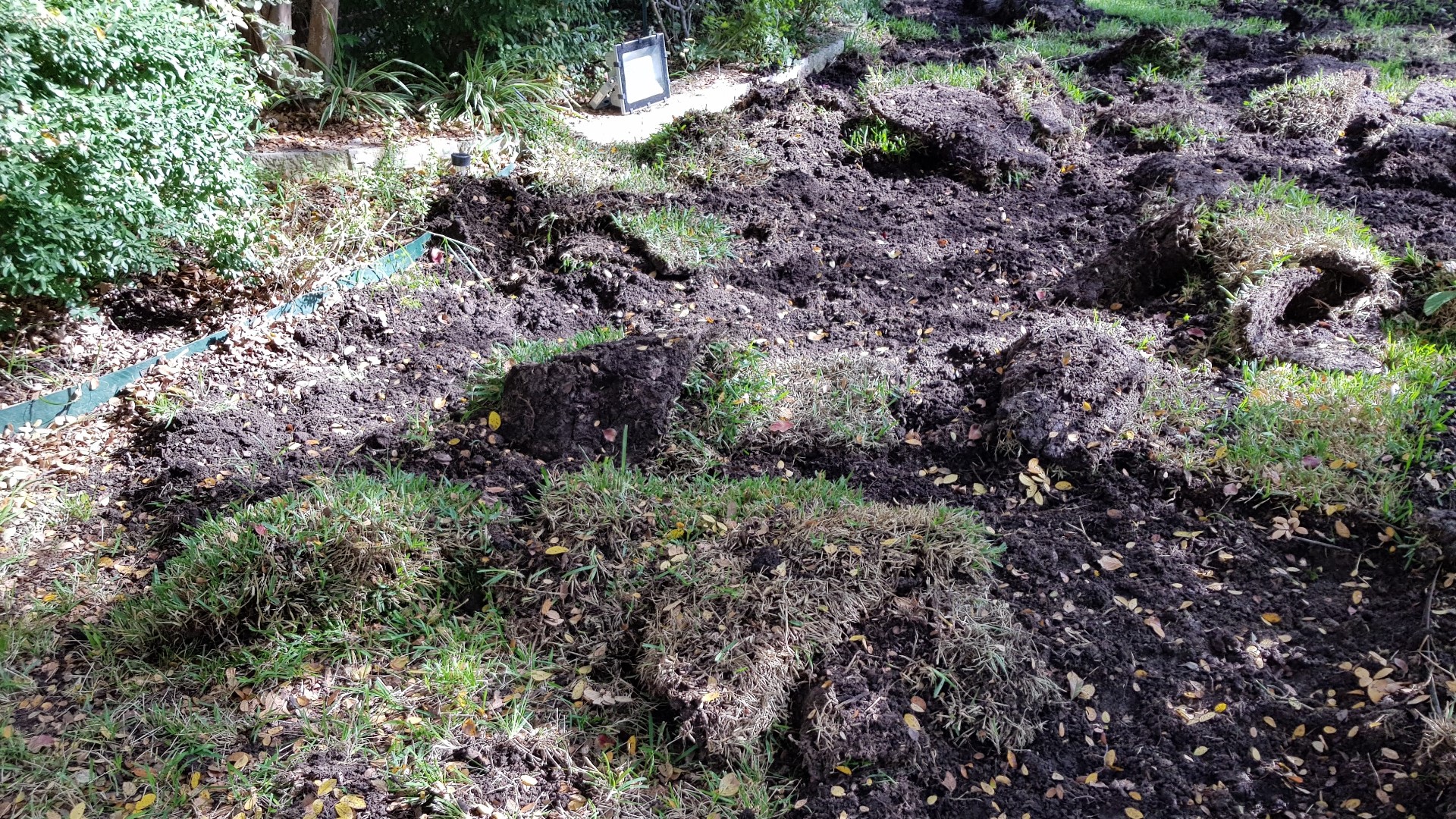 Feral hogs becoming nuisance in several Round Rock neighborhoods ...