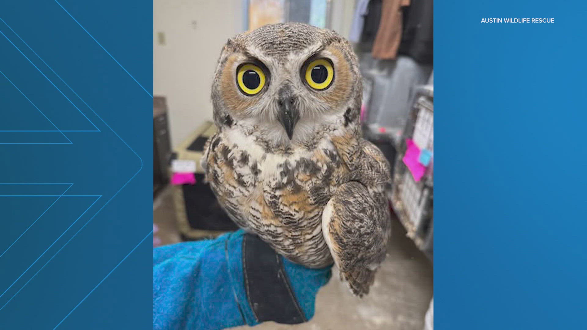 Austin Animal Services rescues Great Horned Owl caught in fishing line ...