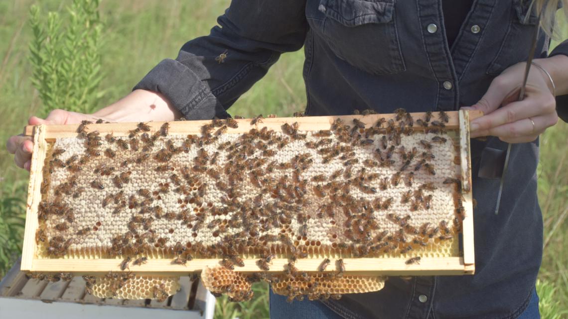 Austin beekeeper looking after 5 million bees and counting | kvue.com