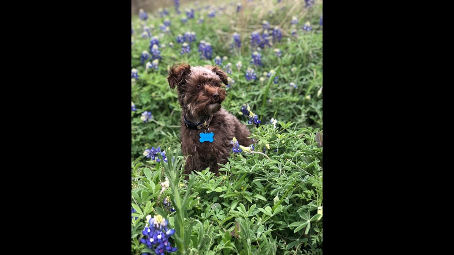 How to harvest bluebonnet seeds and when to pull up your plants | kvue.com