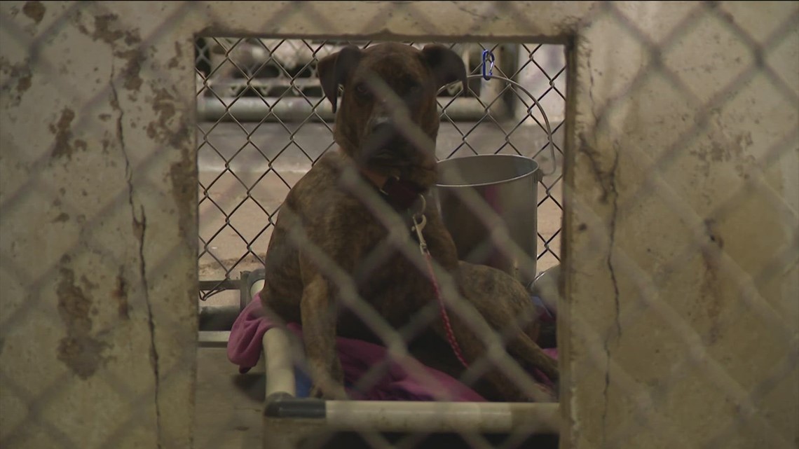 Austin Pets Alive! hoping to get all dogs adopted before freeze | kvue.com