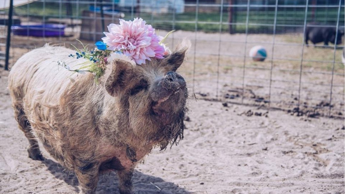 Miss 'Ham-erica': Pig pageant to take place in Austin Sunday | kvue.com