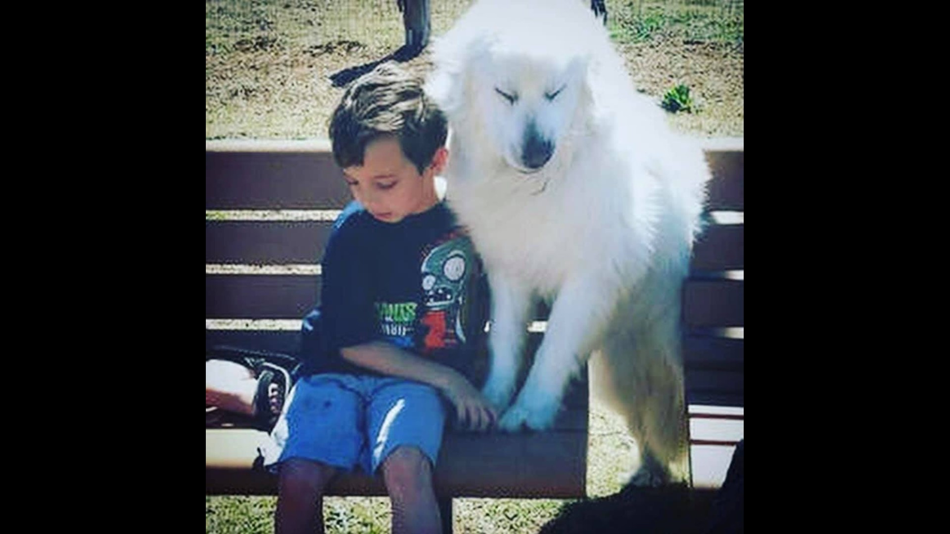 Safe in Austin rescues abused animals to help kids with similar ...