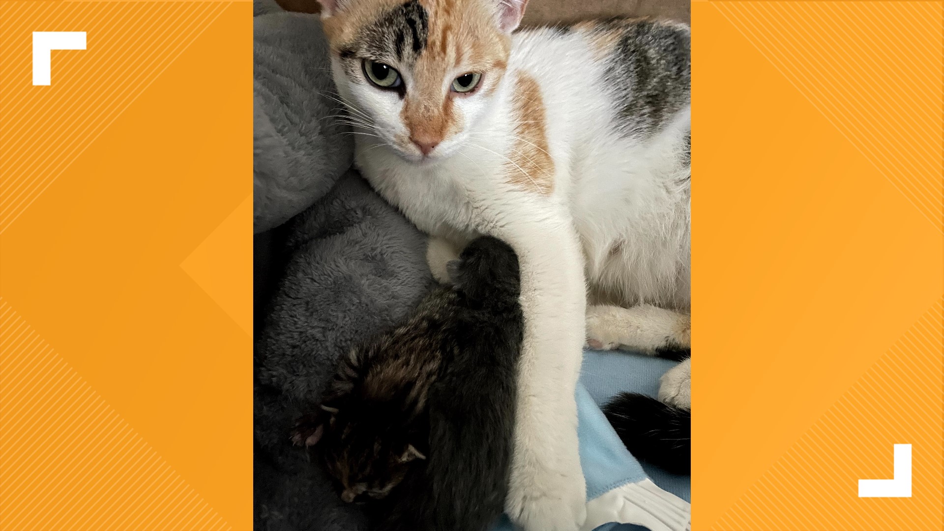 Sparkle welcomes first litter of kittens to Austin Pets Alive! | kvue.com