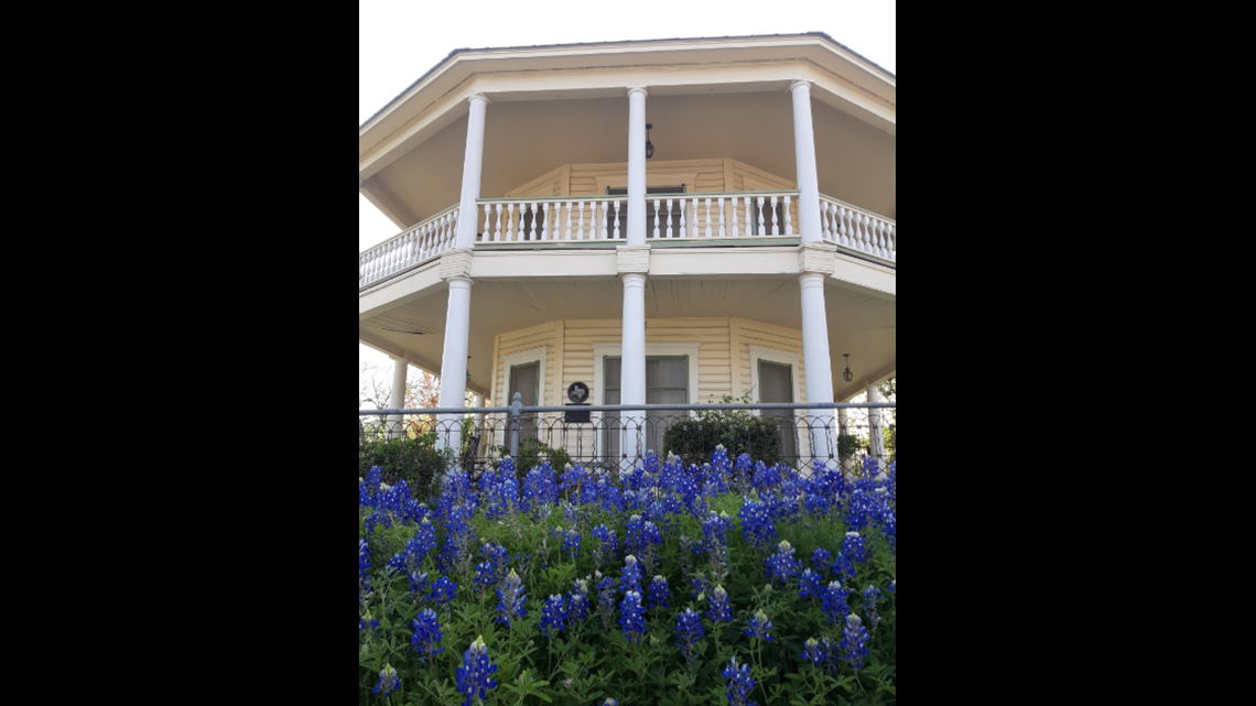 How to harvest bluebonnet seeds and when to pull up your plants | kvue.com