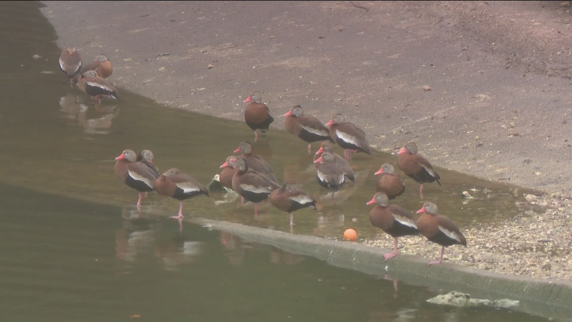 Ducks at the Arboretum in Austin dying due to Avian Flu | kvue.com