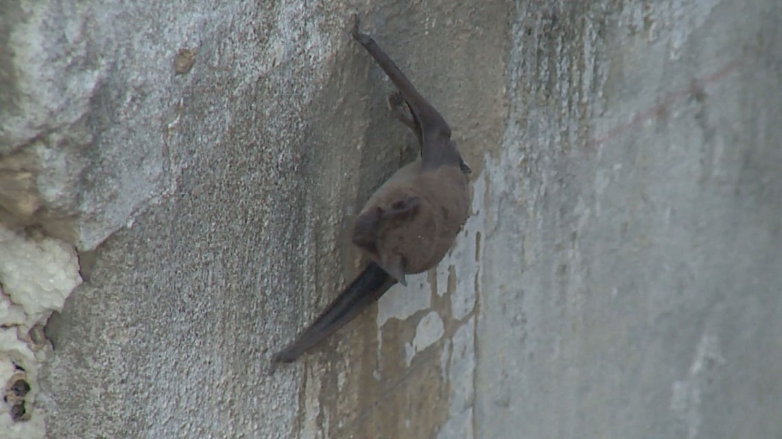 More than 30,000 bats found dead following winter storms. Those still ...