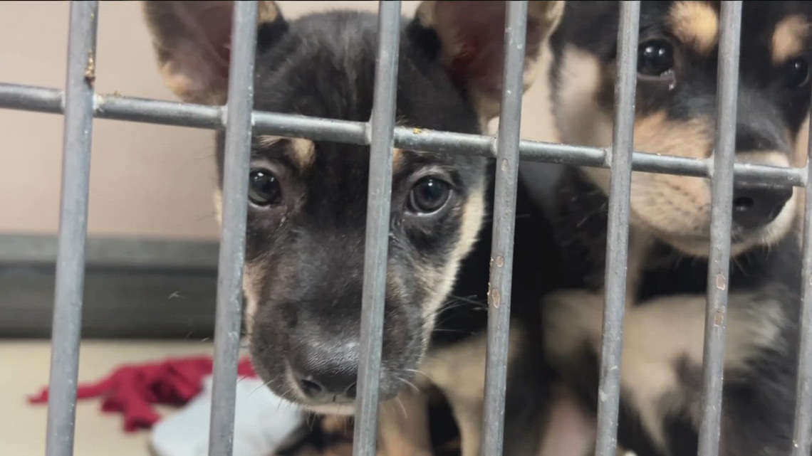 Austin Humane Society takes in animals from Beryl's path | kvue.com