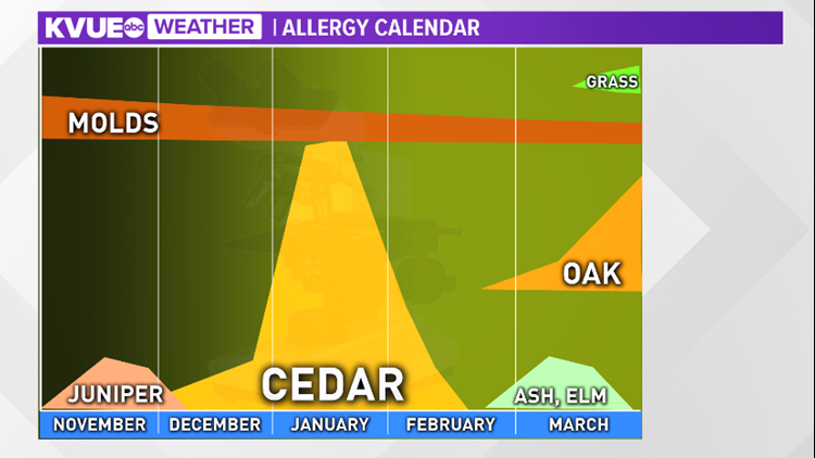 Allergy Alert: Cedar pollen count is at the highest this season so far ...
