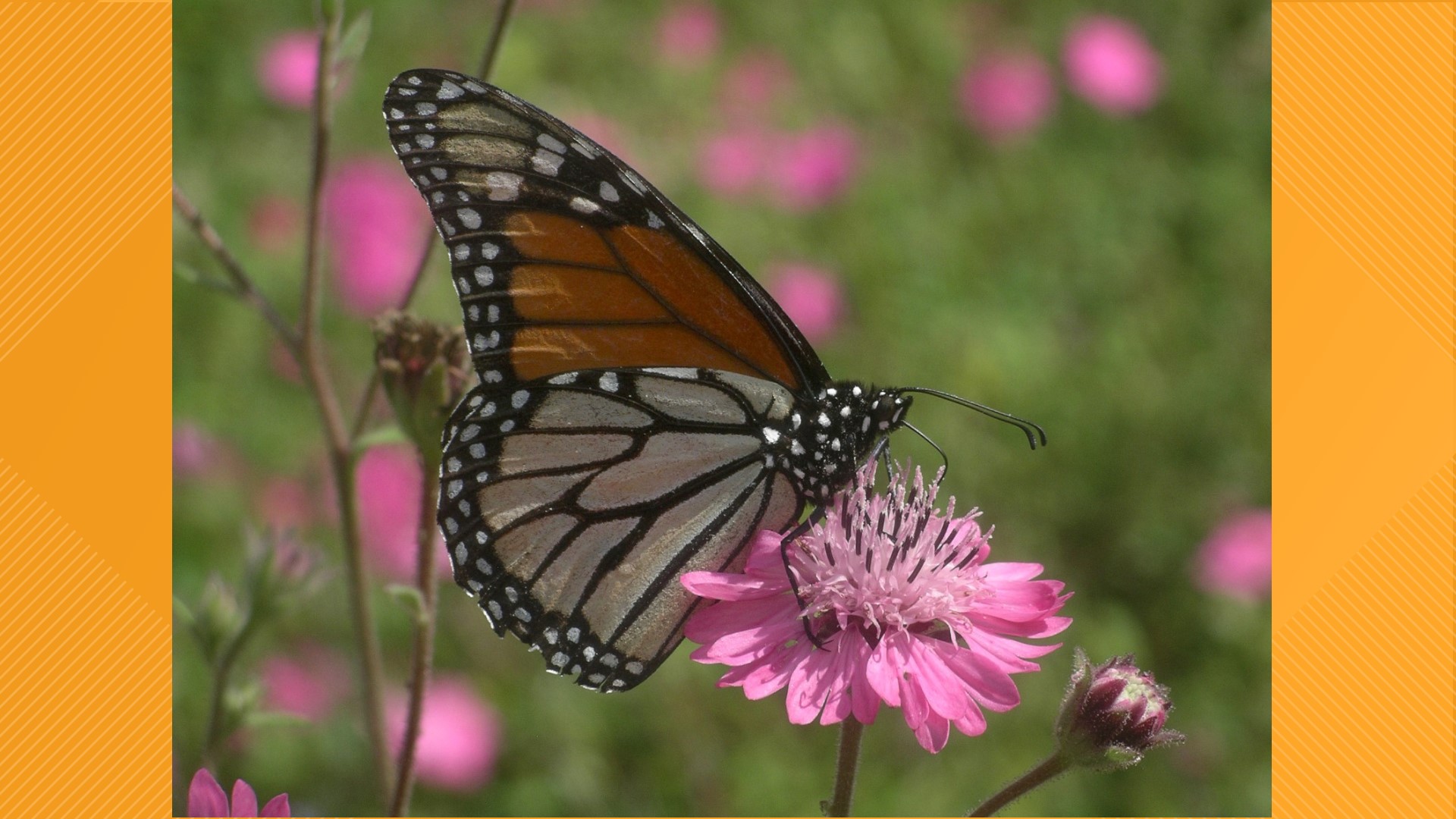 Monarch butterflies make stop in Austin during migration back South ...
