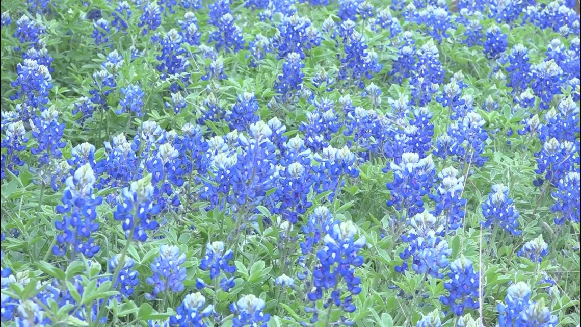 The legend of the bluebonnet | kvue.com