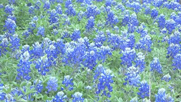 The legend of the bluebonnet | kvue.com