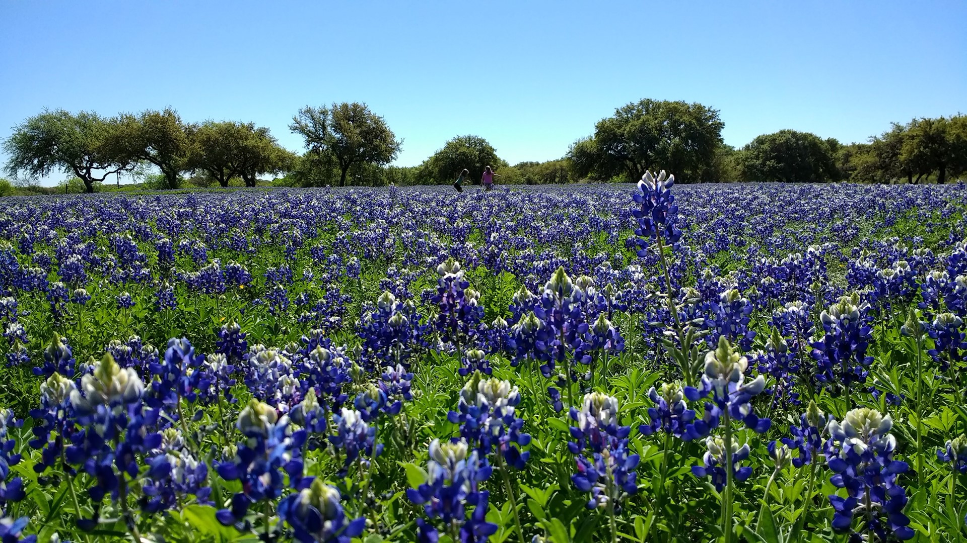 Here's a list of the best Central Texas spots for bluebonnet pictures ...