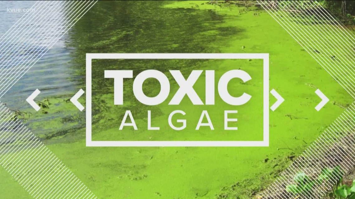 Blue-green algae toxins found in waters at Auditorium Shores, Red Bud ...