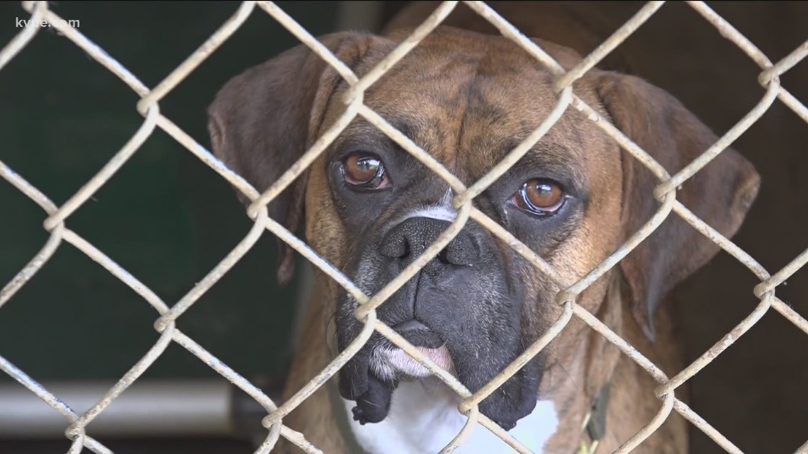 Austin Pets Alive! now allowed to adopt animals from 5 counties | kvue.com