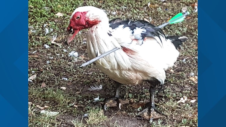 Duck shot with arrow at Arboretum, another reportedly beaten to death ...