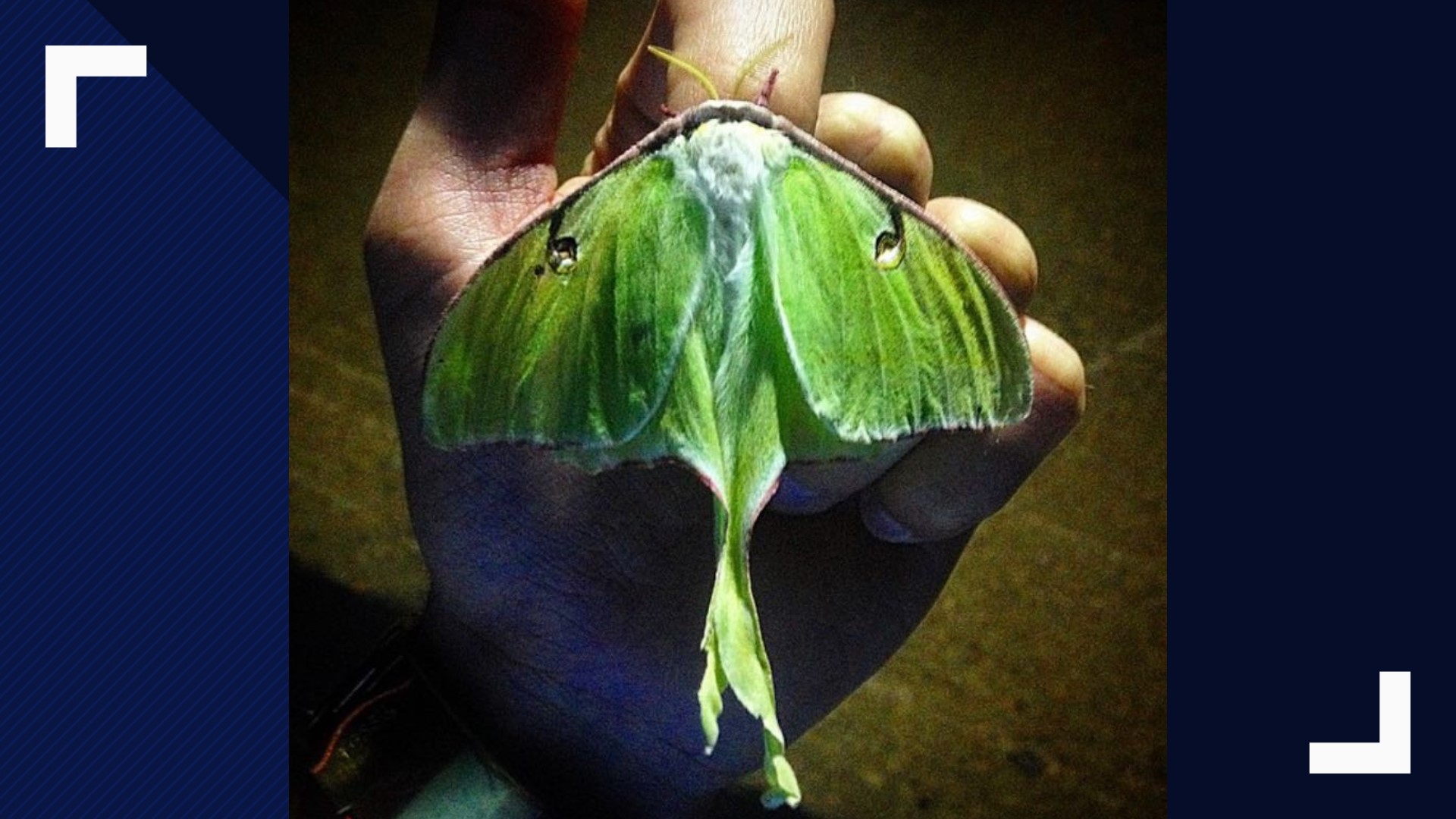 Luna moths seen in Central Texas: What to know about these beautiful ...