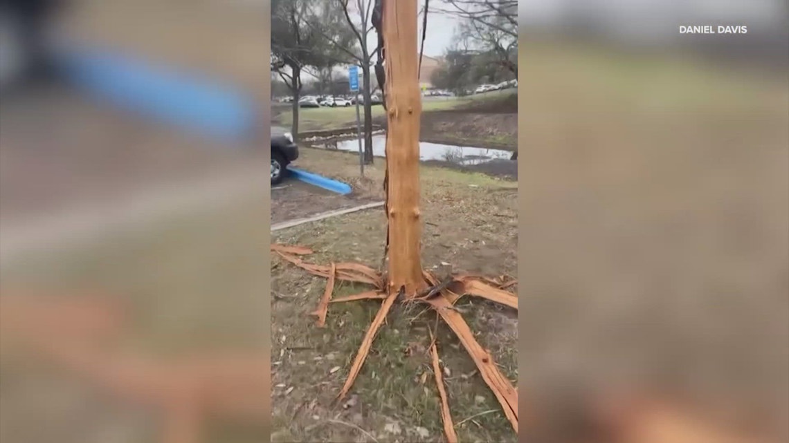 Video shows tree stripped of bark on Austin Community College campus ...