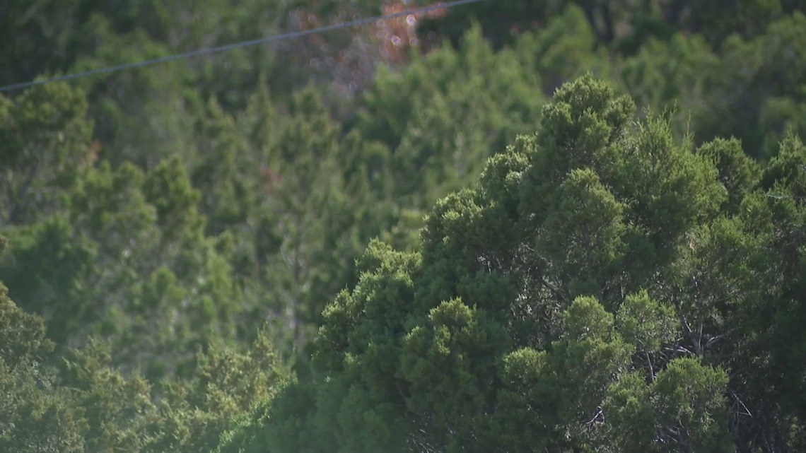 Cedar pollen spikes across Austin | kvue.com