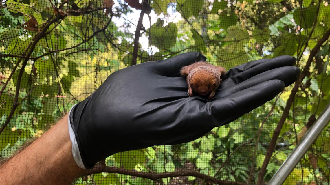 Under the Congress Bridge: Austin Bat Refuge keeps them flying | kvue.com