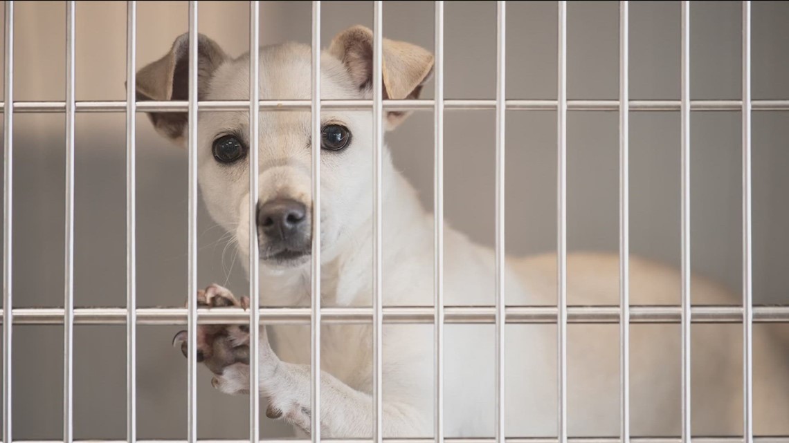 Free adoptions at Williamson County Regional Animal Shelter all weekend ...