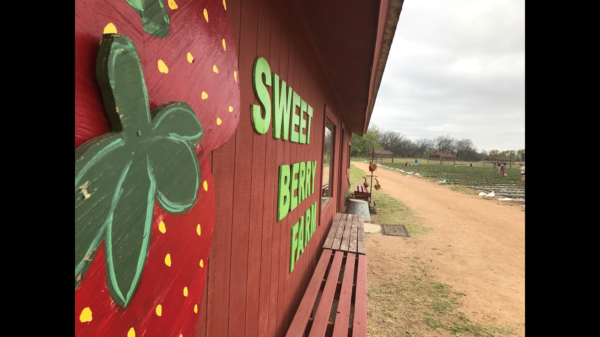 After rain, conditions perfect for strawberry picking at Sweet Berry ...
