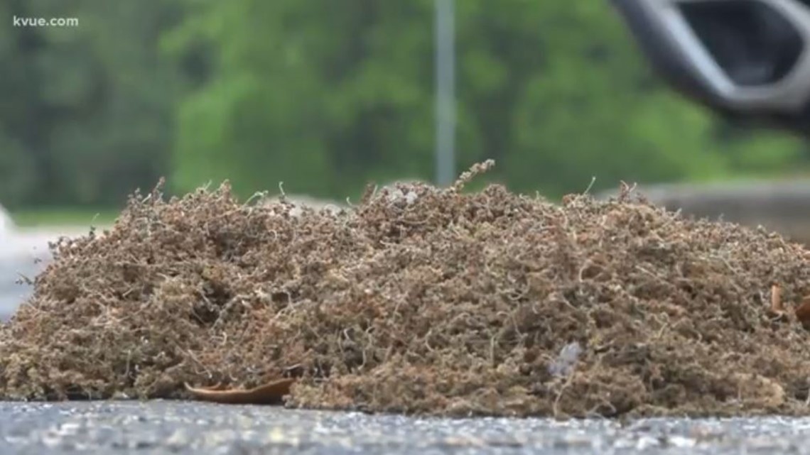 Dealing with oak pollen allergies in Central Texas | kvue.com