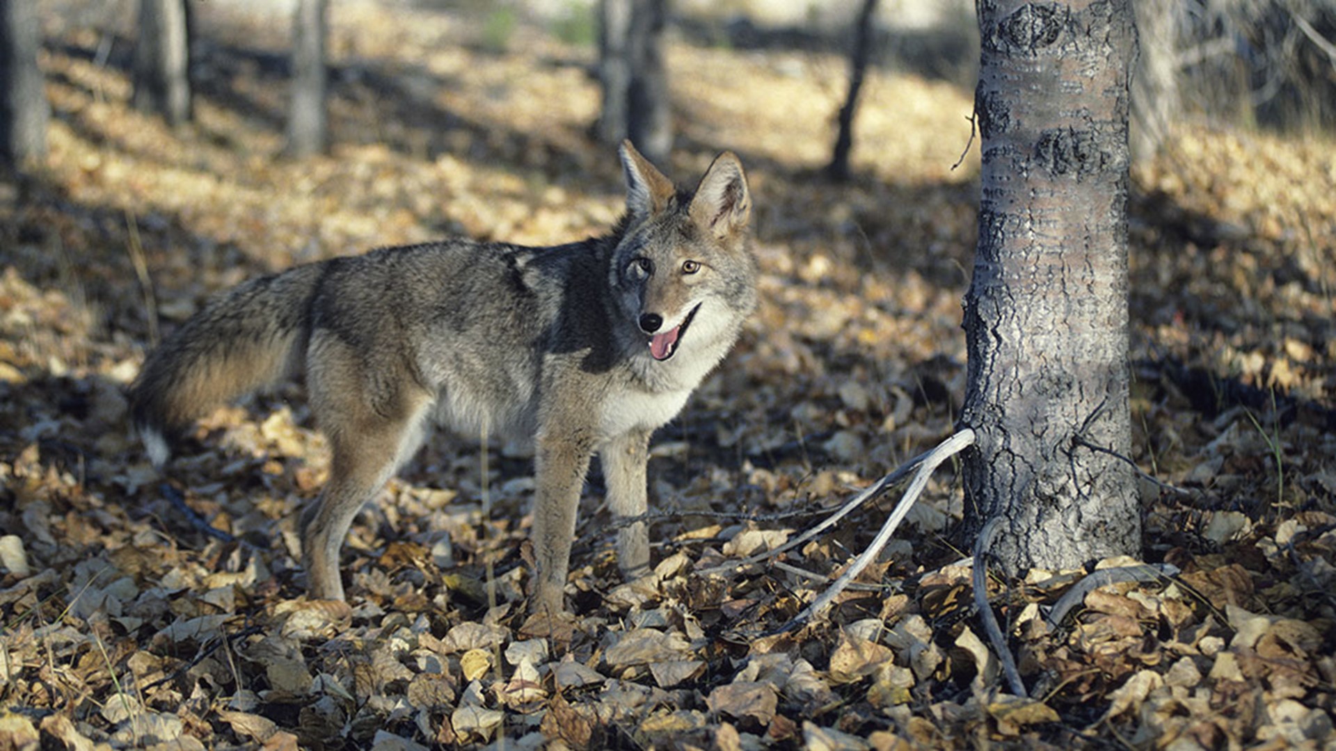 GUIDE: How to react to dangerous animals you may see in Texas | kvue.com