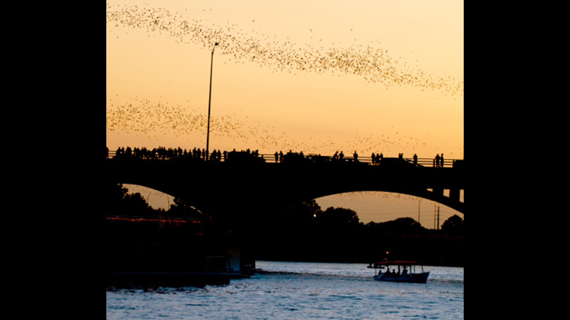 7 of the most batty facts for National Bat Appreciation Day: Austin ...