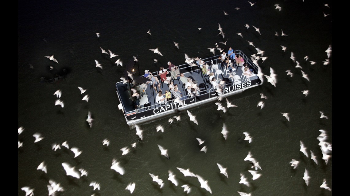 7 of the most batty facts for National Bat Appreciation Day: Austin ...