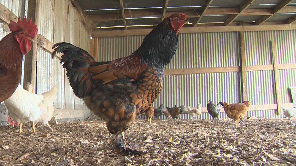 Take This Job: Raising chickens at Blue Star Ranch | kvue.com