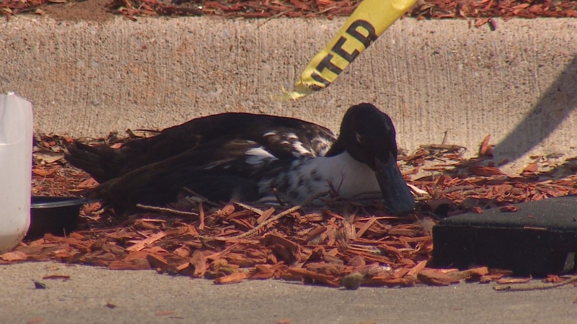 Whataburger staff cares for duck after it nests and lays eggs in ...