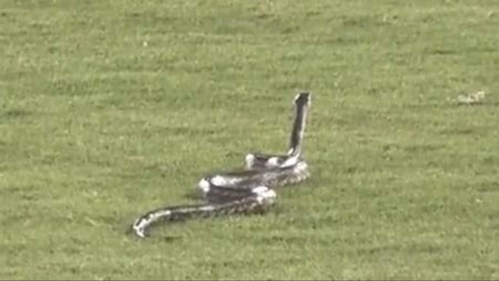 Snake on the field interrupts San Antonio baseball game | kvue.com