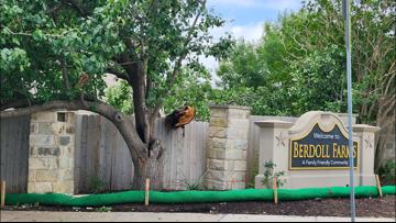 Austin storm damage: Severe weather leaves path of destruction | kvue.com