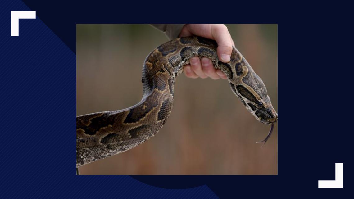 23-foot python swallows woman as she gardens | kvue.com