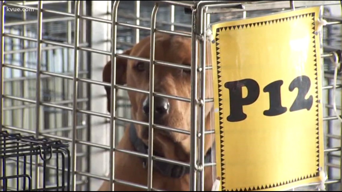 Pet ran away during 4th of July in Austin? Here's where you should ...