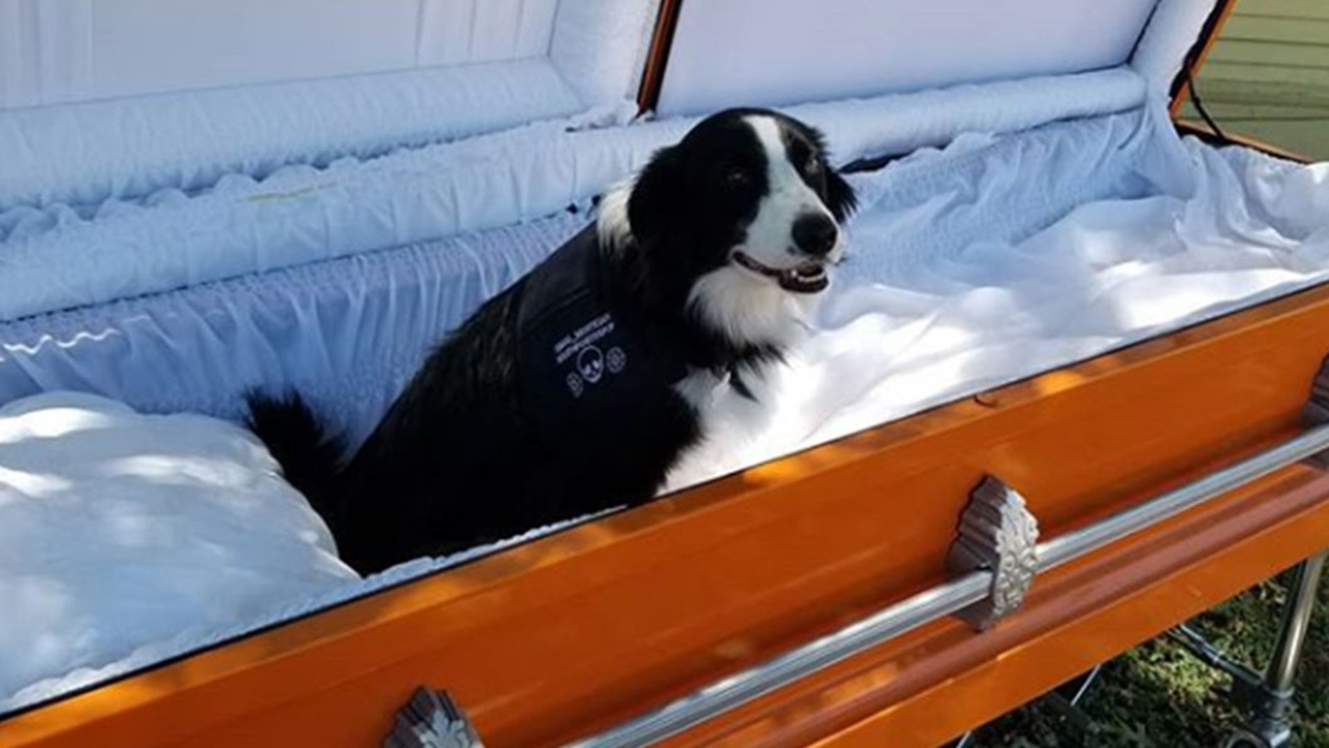 Texas' first funeral therapy dog services more than 100 funerals | kvue.com