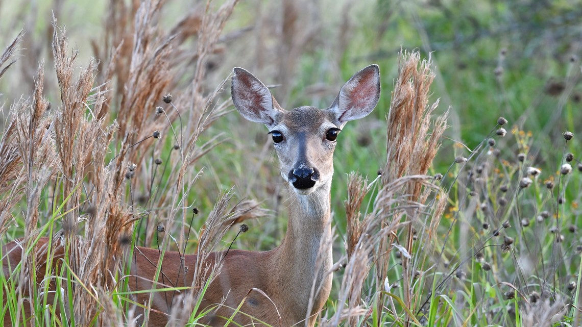 Austin Wildlife Rescue to release 20 deer back into the wild | kvue.com