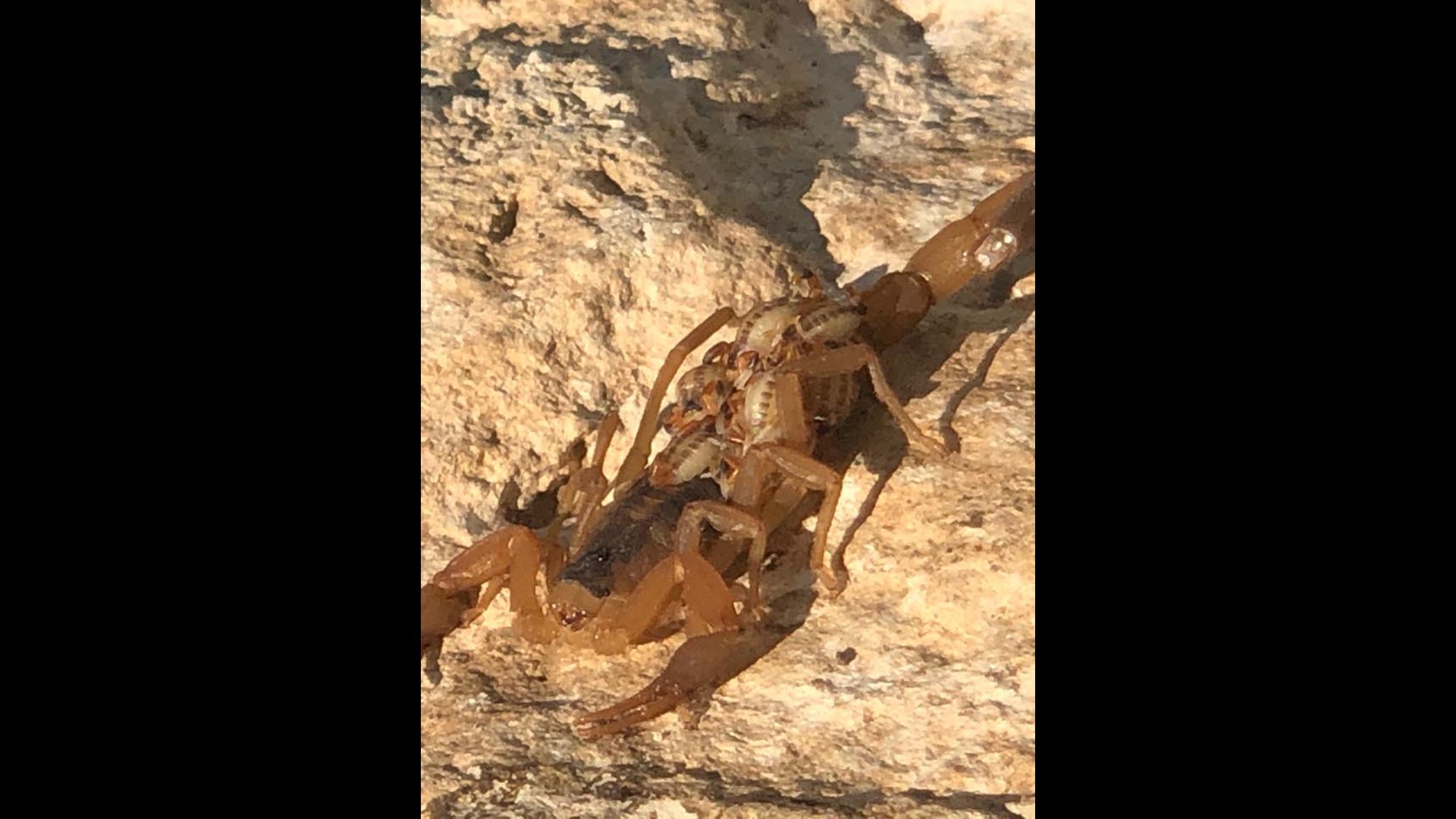 Heat brings out scorpions, and their babies, across Central Texas ...